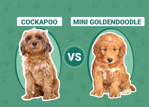 Cockapoo vs Mini Goldendoodle: The Differences (With Pictures) – Dogster