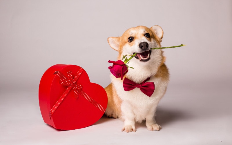 38 Dog Valentine Puns & Sayings: Mutts About You! – Dogster