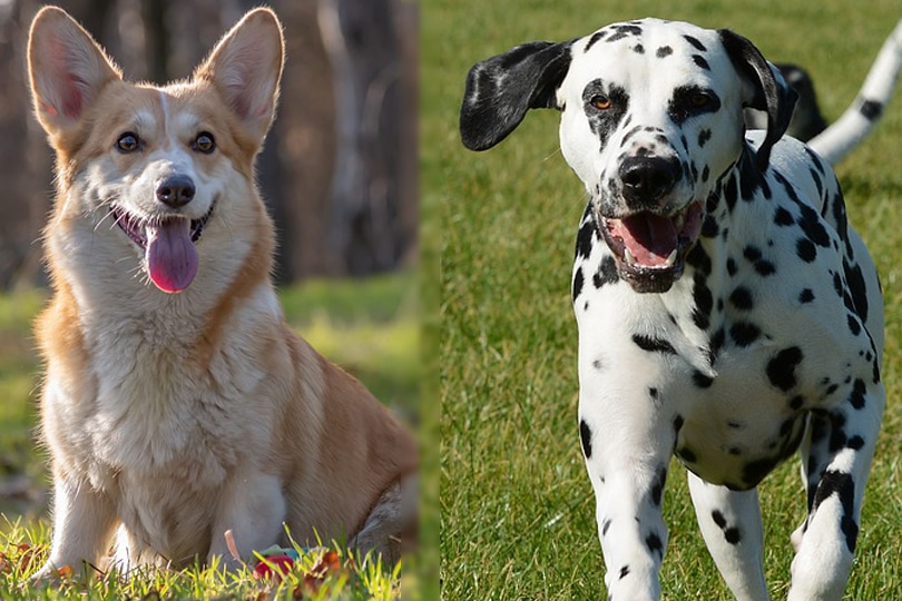 Corgi-Dalmatian (Dalmatian & Corgi Mix): Info, Pictures, Care & More ...