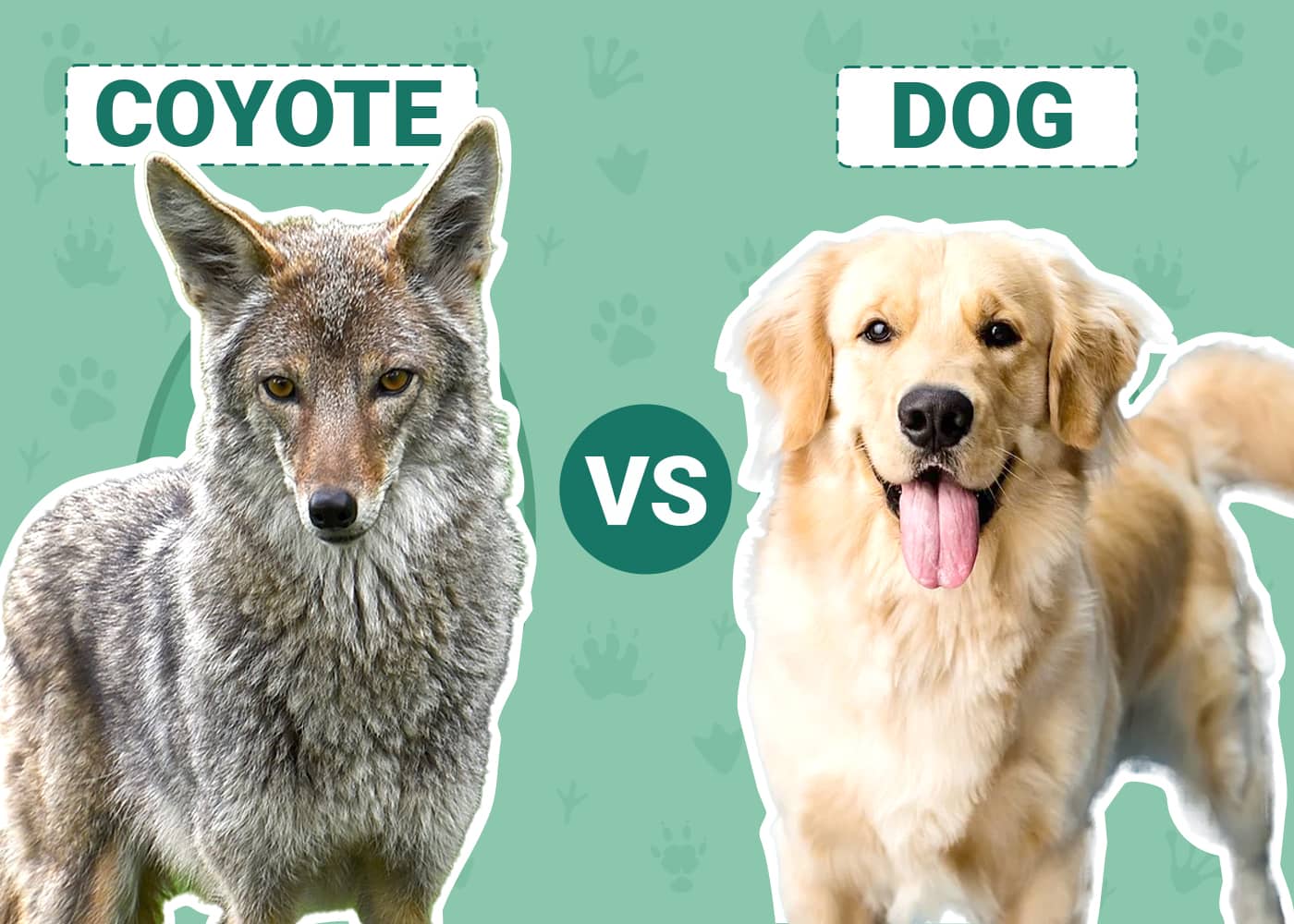 Coyote vs Dog: Canine Comparison & Differences (Vet-Verified Info With ...