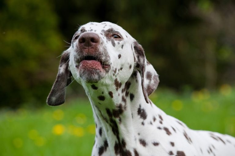 Are Dalmatians Aggressive? Vet-Verified Behavior Info & Tips – Dogster