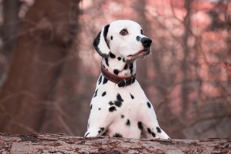 10 Best Tactical Dog Collars in 2026: Reviews & Top Picks – Dogster