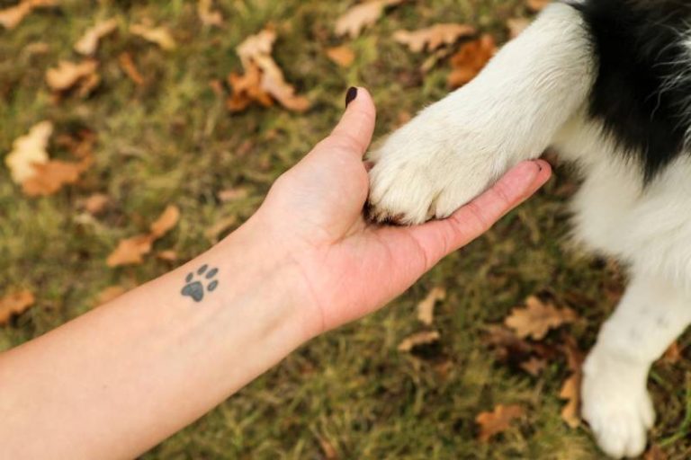 Why Does My Dog Put Their Paw on Me? 10 Common Reasons – Dogster