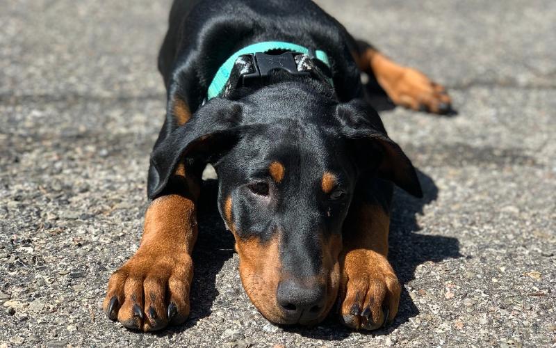 8 Common Health Problems in Dobermans: Important Facts to Know – Dogster