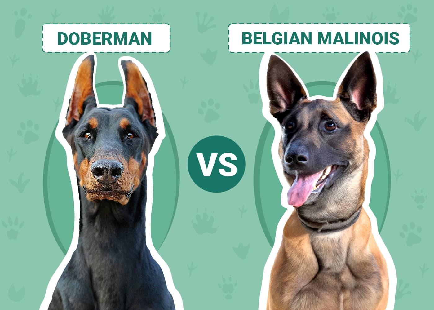 Doberman vs Belgian Malinois: The Differences (With Pictures) – Dogster