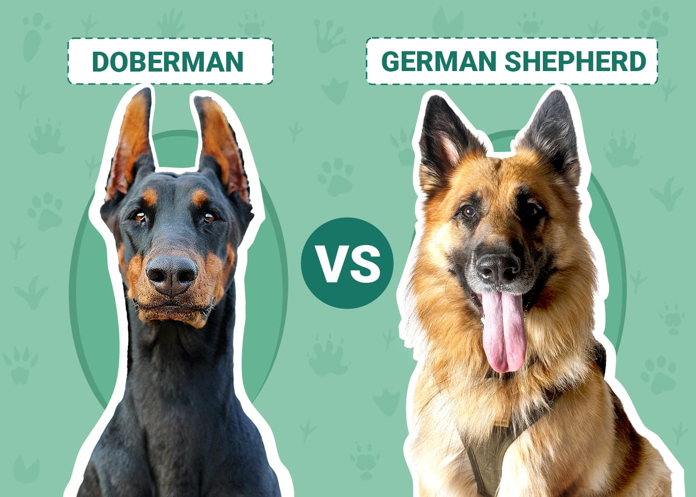 Doberman vs German Shepherd: The Comparison (With Pictures) – Dogster