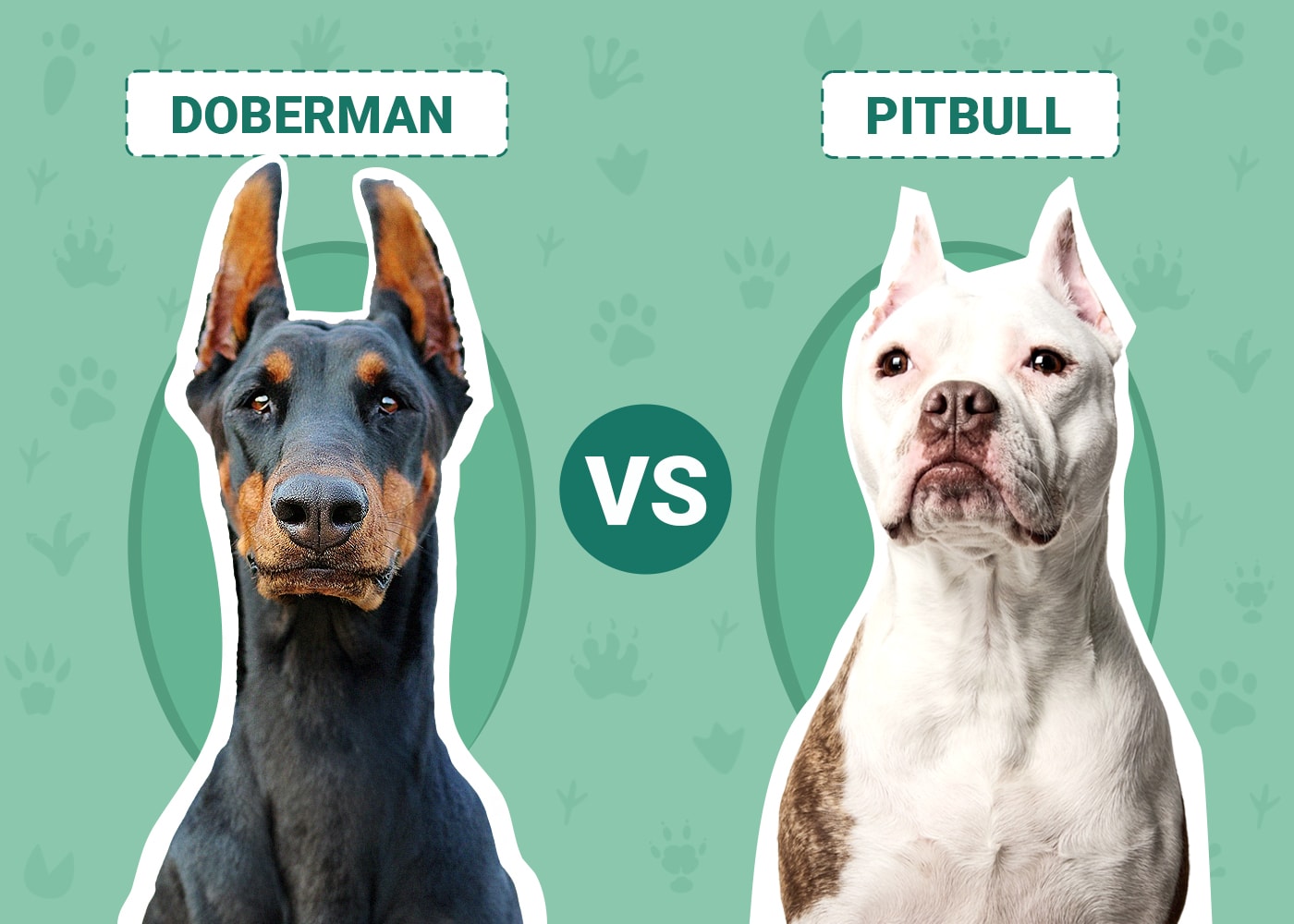 Doberman vs Pitbull: The Differences (With Pictures) – Dogster
