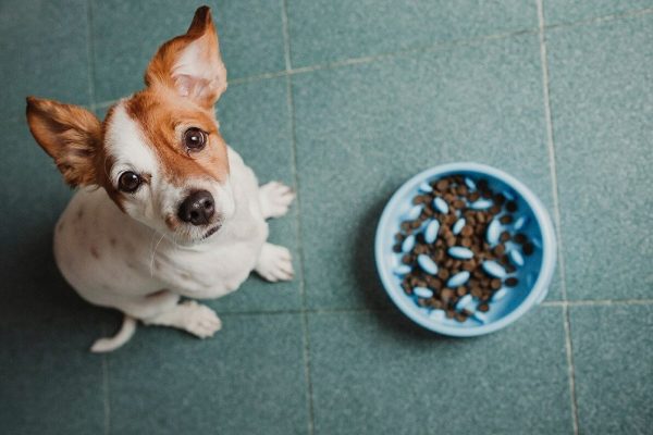 Why Does My Dog Whine All the Time? 7 Vet-Verified Causes & How to Stop ...