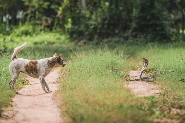 What Animals Attack Dogs? 10 Predators to Watch For – Dogster