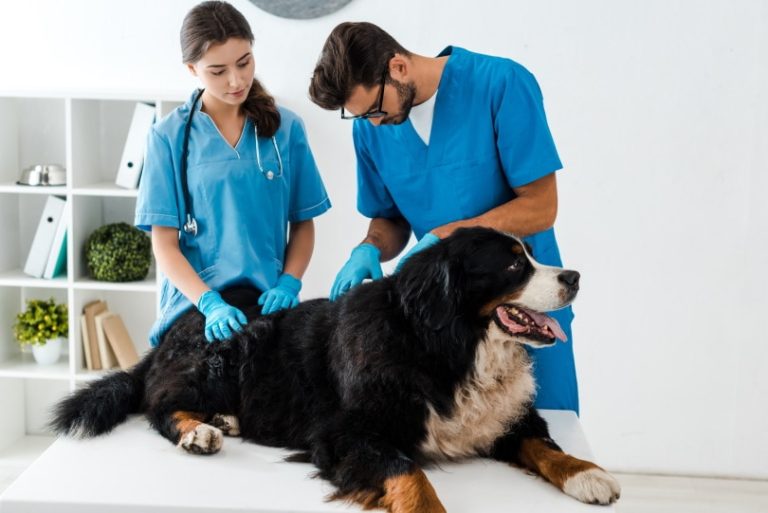 Dog Health Care Routines: 19 Vet-Approved Tips – Dogster