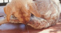 Why Do Dogs Bite Themselves? 6 Vet-Verified Reasons & Tips – Dogster