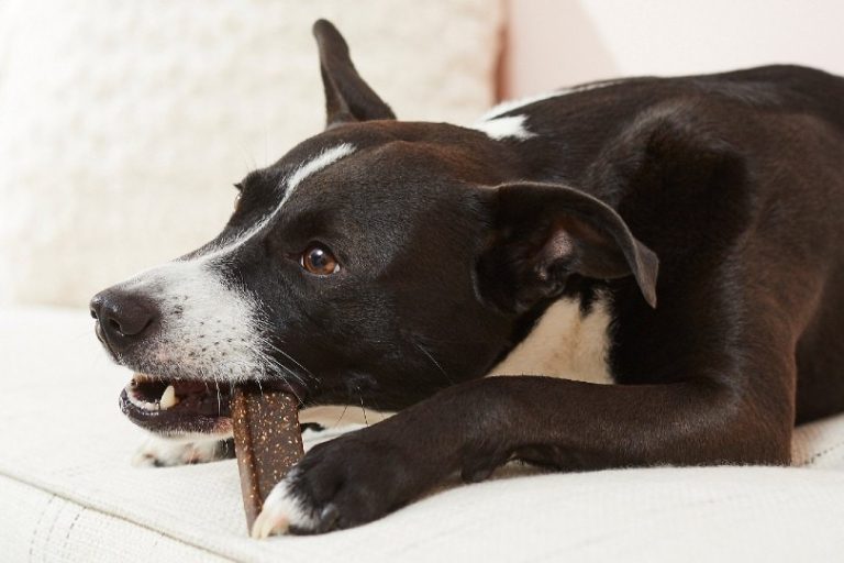 10 Best Dog Breath Fresheners in 2025 - Reviews & Top Picks – Dogster