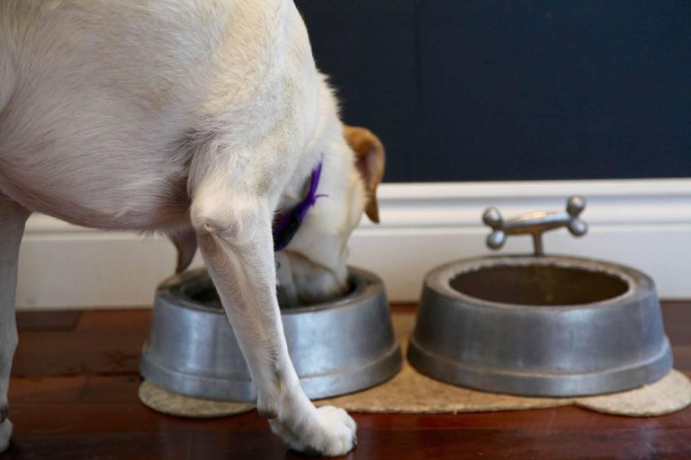 10 Common Sources of Fats for Dogs: Canine Nutrition & Health – Dogster