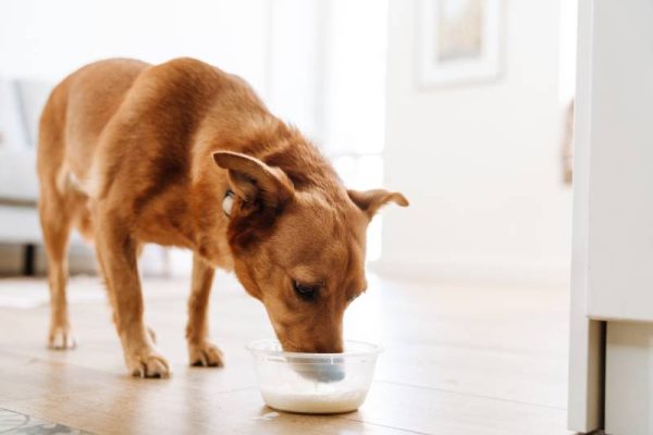 Can Dogs Have Almond Milk? Vet-Reviewed Nutrition & Health Facts – Dogster