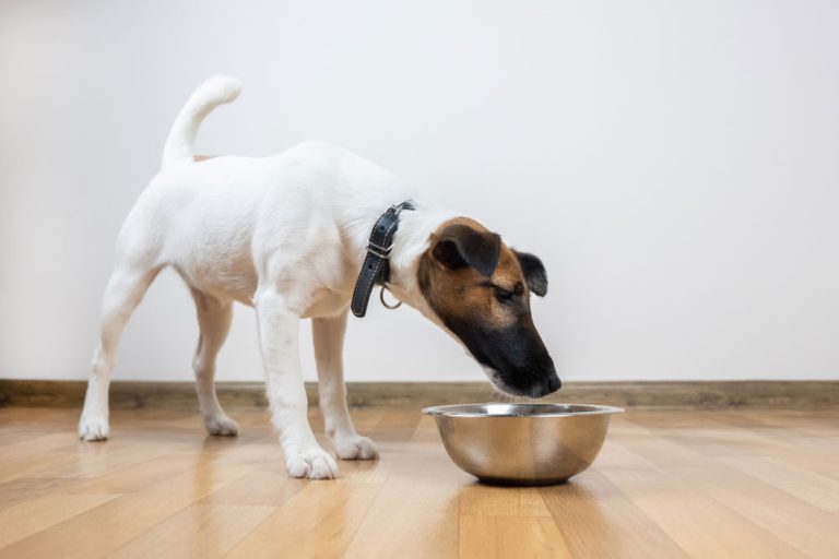 Why is My Dog Drinking a Lot of Water? 9 Vet-Verified Reasons – Dogster