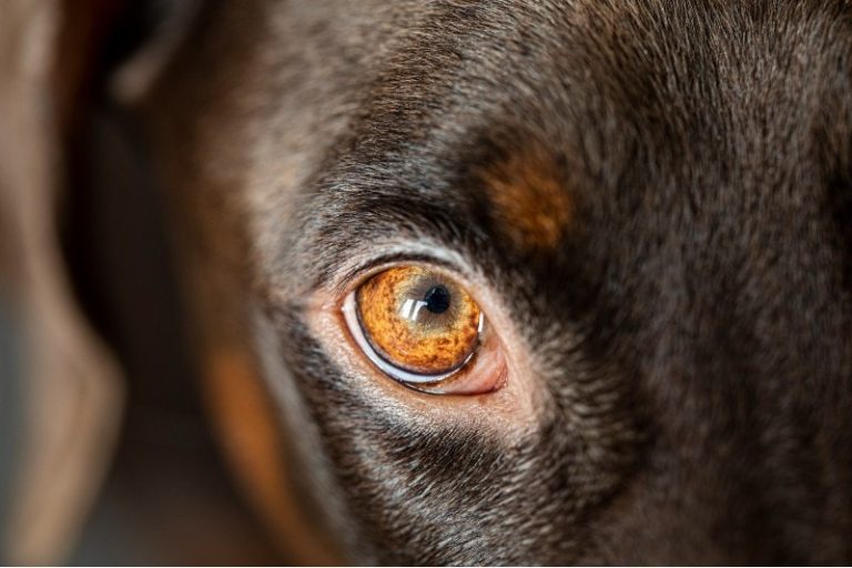 Iris Atrophy in Dogs: Vet-Reviewed Causes, Signs, & Care – Dogster