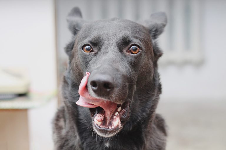16 Dog Facial Expressions & What They Mean (With Pictures) – Dogster