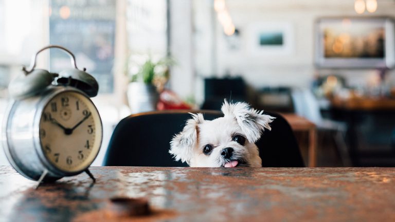 Do Dogs Have a Sense of Time? Vet-Verified Facts & FAQ – Dogster