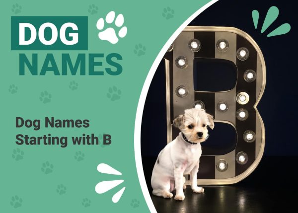 425 Dog Names Starting With B: Brilliant Ideas for Your New Pooch – Dogster
