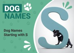 150 Dog Names Starting With S: Spectacular Ideas for Your Pup – Dogster