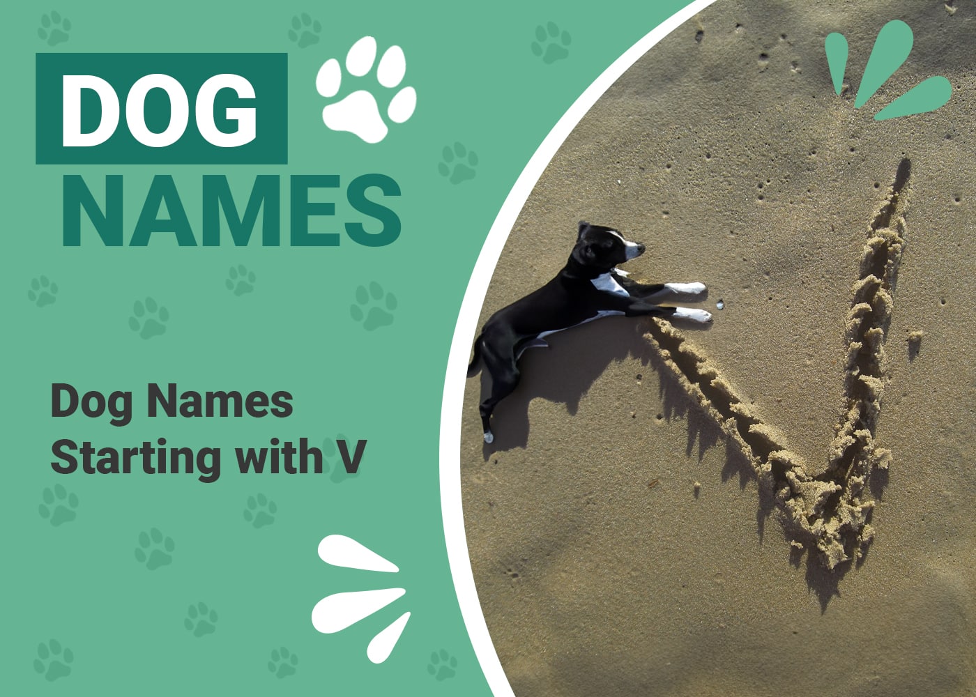 145 Dog Names Starting With V: Versatile Ideas for Your Furry Friend ...