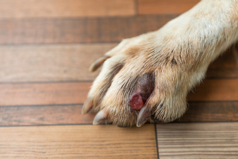 There's a Tumor on My Dog’s Paw: Is It Cancer? Vet-Verified Health ...