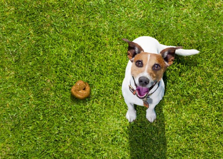 Why Does My Dog Poop So Much? 6 Vet-Reviewed Reasons – Dogster