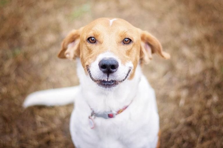 Can Dogs Actually Smile? Facts & FAQ – Dogster