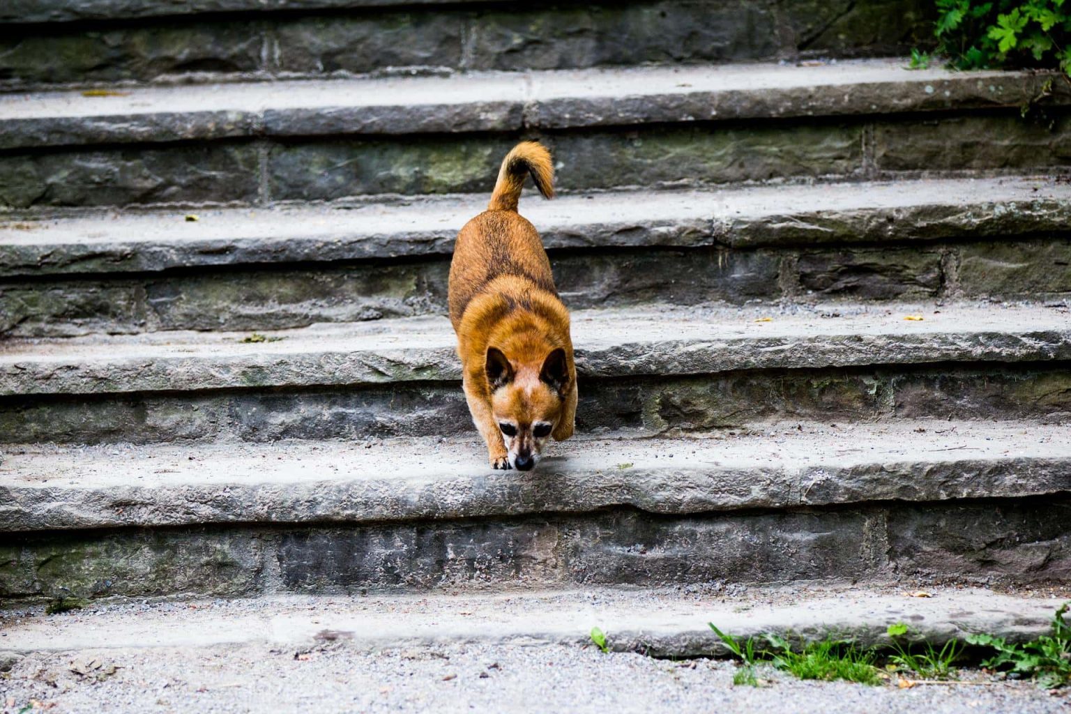 How to Train a Dog to Go Down Stairs: 5 Vet Approved Tips & Tricks ...
