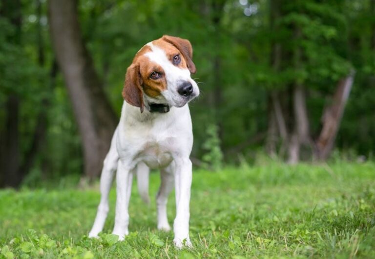 16 Dog Facial Expressions & What They Mean (With Pictures) – Dogster