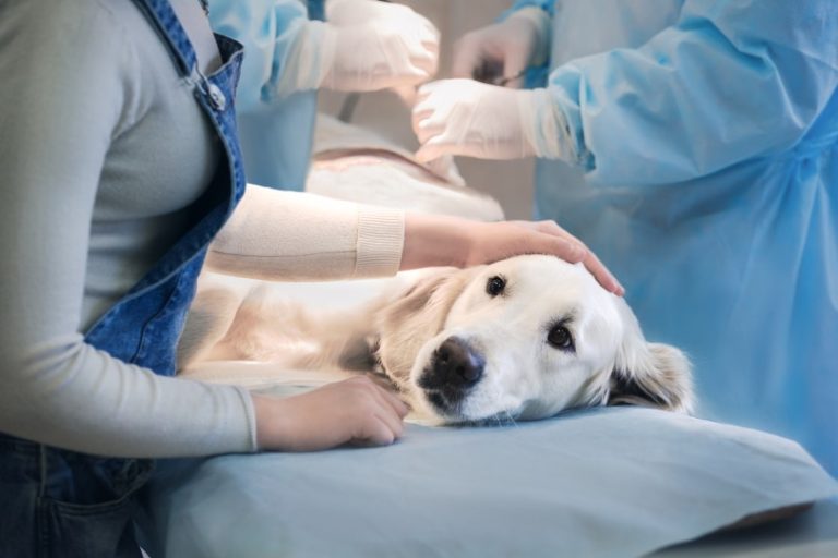 How to Prepare Your Dog for Surgery: Our Vet Explains What to Do – Dogster
