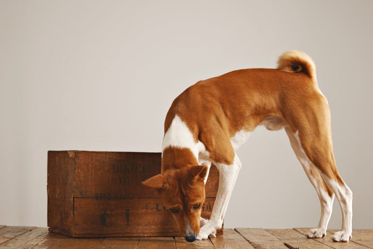 9 Dog Food Games to Play to Make Mealtime Fun for Your Pup – Dogster