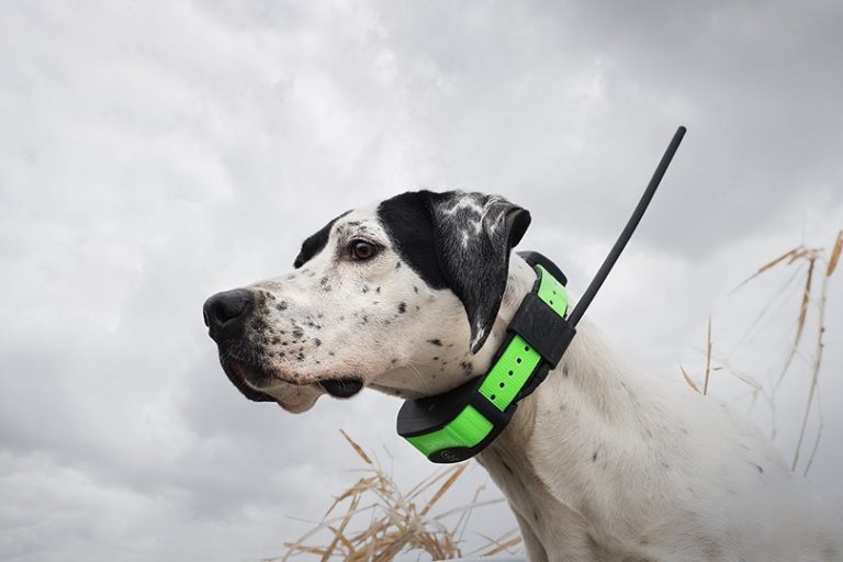 10 Best Dog Training Collars in 2025 - Reviews & Top Picks – Dogster
