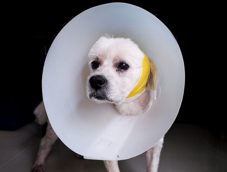 6 Effective DIY Dog Cones You Can Make Today (With Pictures) – Dogster