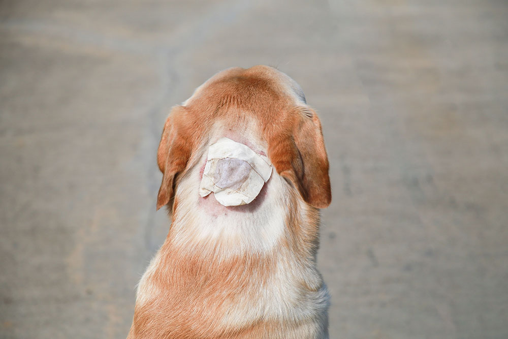 Can I Treat My Dog’s Abscess at Home? Our Vet Explains – Dogster