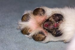 Foot Pad Injuries in Dogs: How to Recognize & Treat Them (Vet Approved) – Dogster