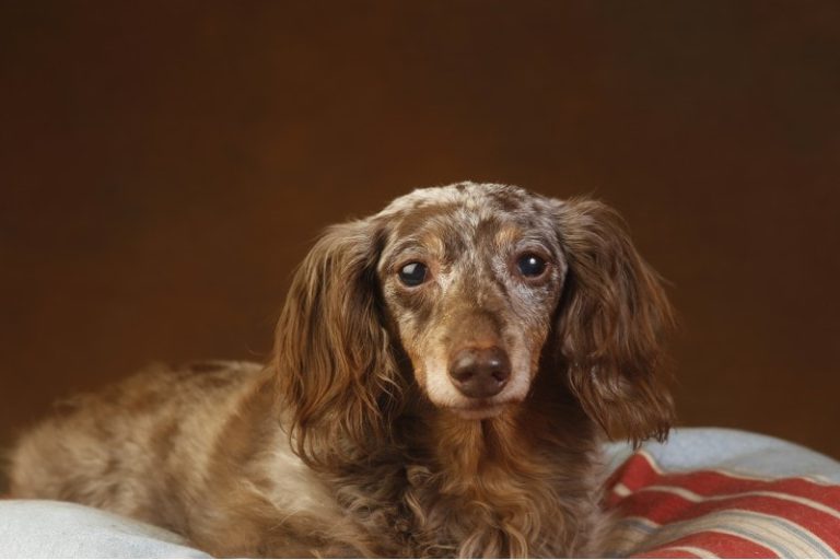 Double Dapple Dachshund: Info, Pictures, Origin & History – Dogster