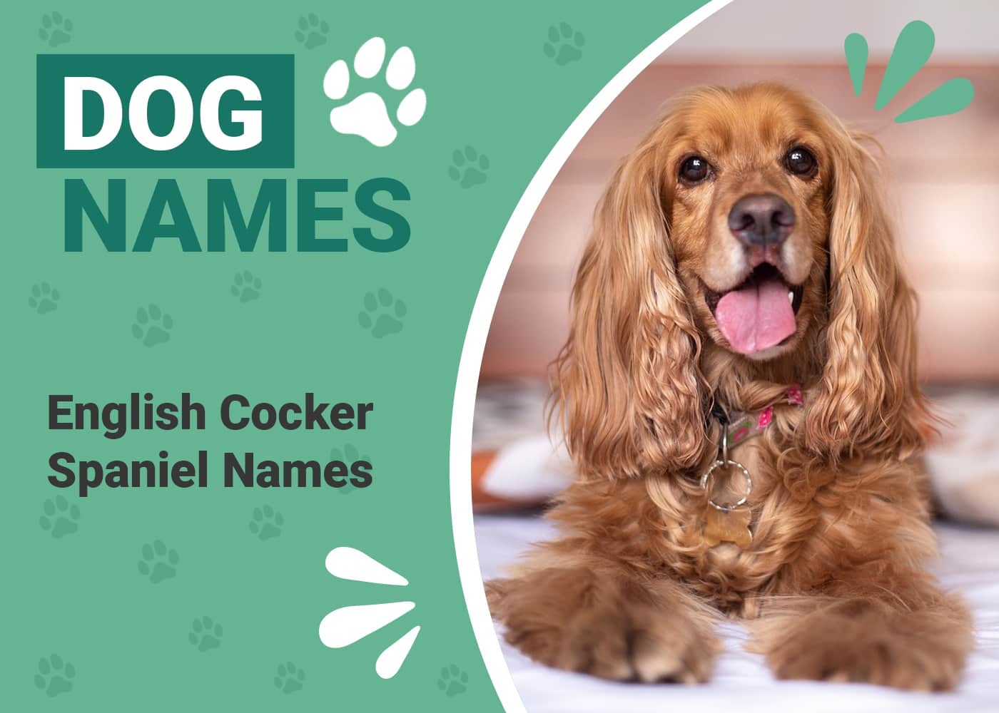 150+ Cocker Spaniel Names: Popular, Cute, and Cool Ideas 2025 – Dogster