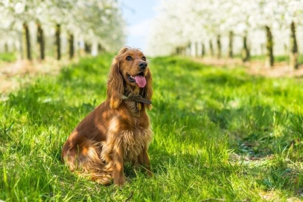 How Long Do Cocker Spaniels Live? Average Lifespan, Data & Care Guide ...