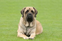 8 Different Types of Mastiff (With Info & Pictures) – Dogster