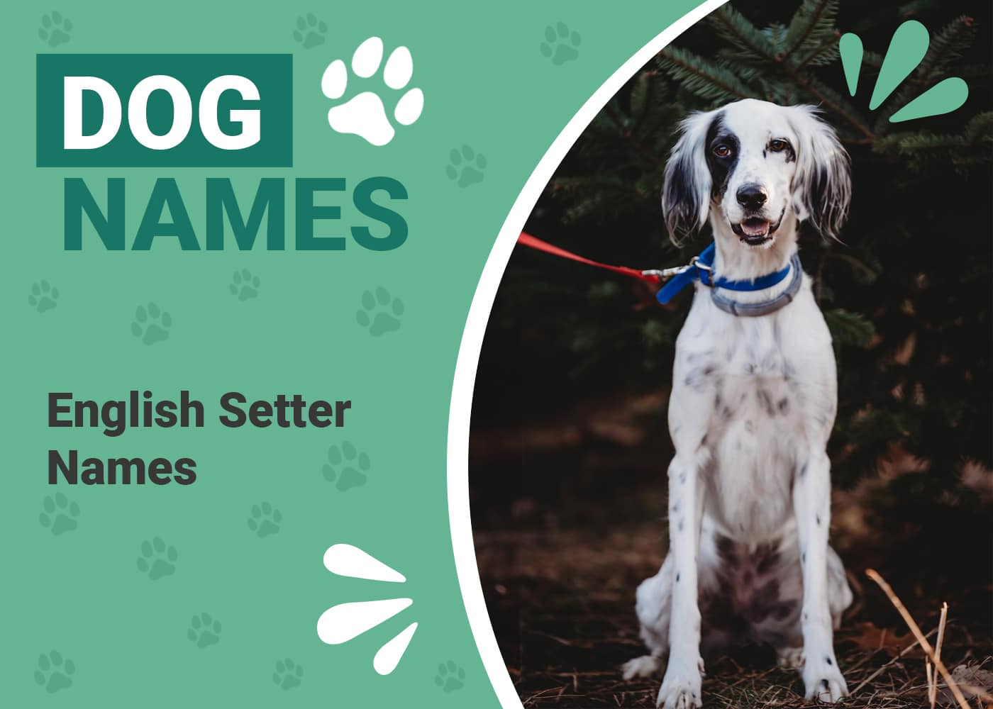 200+ Popular & Unique English Setter Names: Ideas for Spotted Sport ...