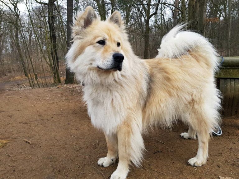Eurasier Dog Breed: Info, Pictures, Origin & More – Dogster