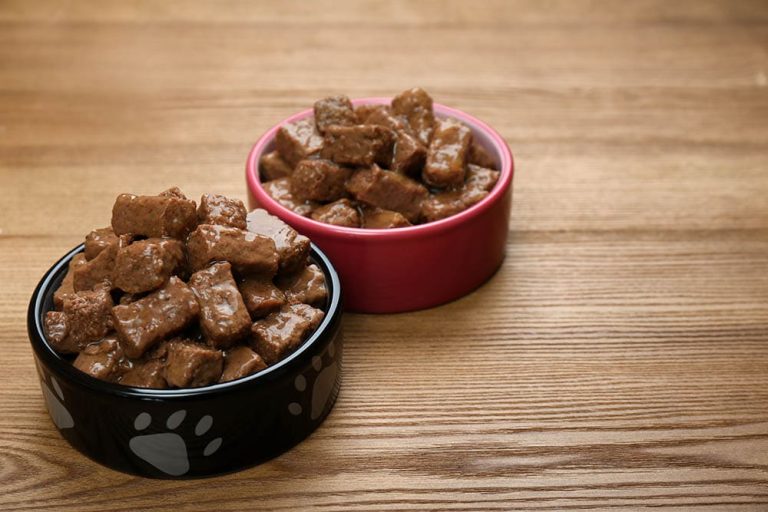Can You Warm Up Dog Food? Vet Approved Facts & Tips – Dogster