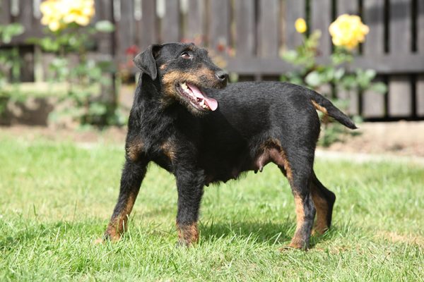 Jagdterrier Dog Breed: Info, Pictures, Care & Traits – Dogster