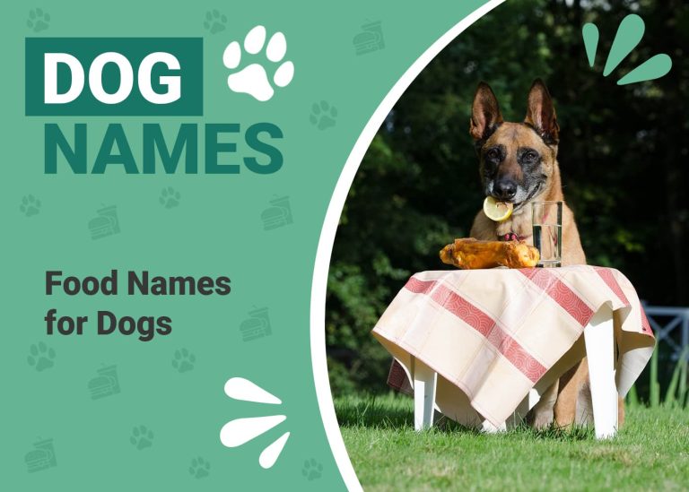 100+ Food Names for Dogs: Scrumptious Options for Your Pup – Dogster