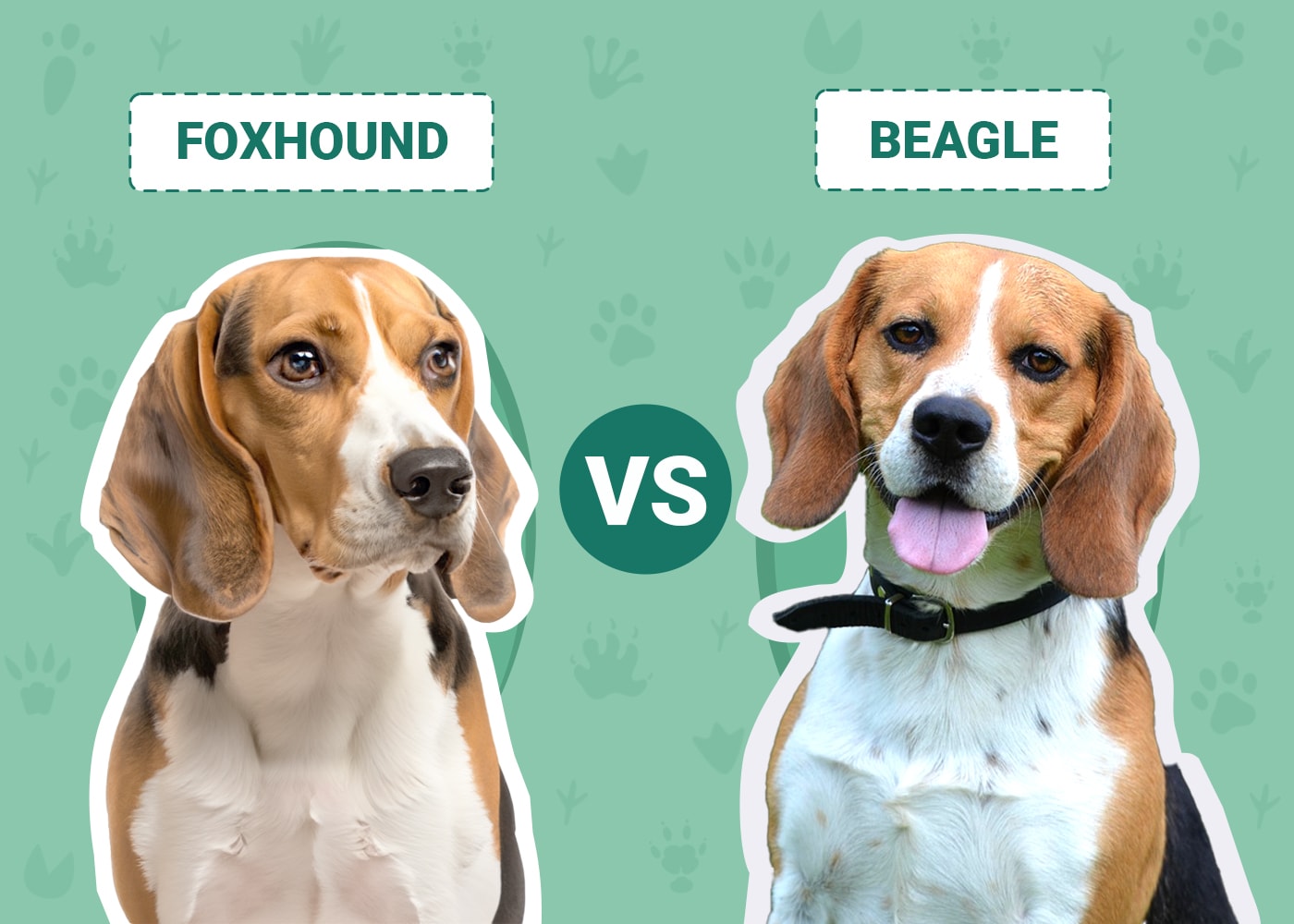 Foxhound vs Beagle: The Differences (With Pictures) – Dogster