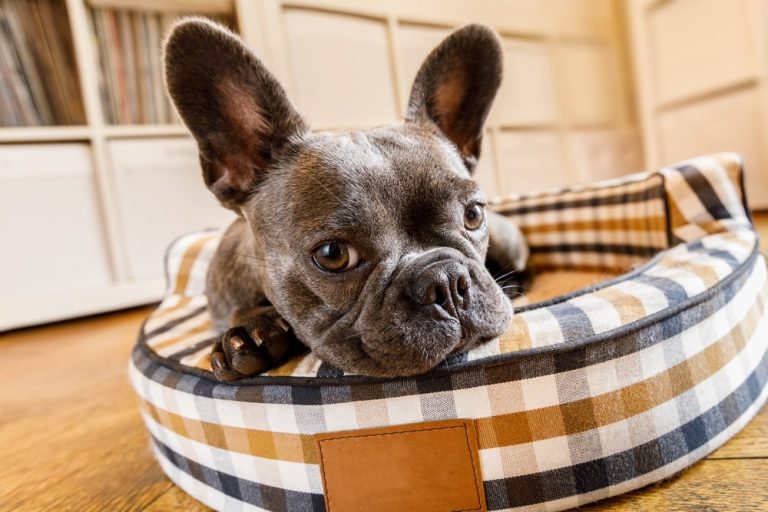 15 French Dog Breeds: Info, Pictures, Temperament & More – Dogster