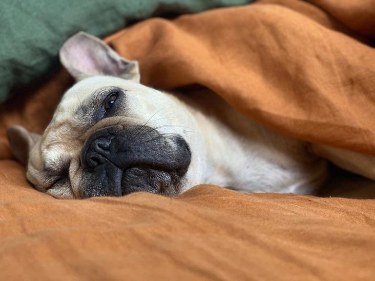 18 Low-Energy Dog Breeds Who Love Being Lazy (With Info & Pictures ...
