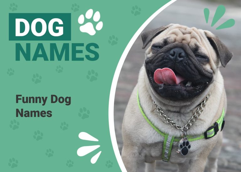 150+ Funny Dog Names: Hilarious Ideas for Dogs, Puppies, & Pets – Dogster