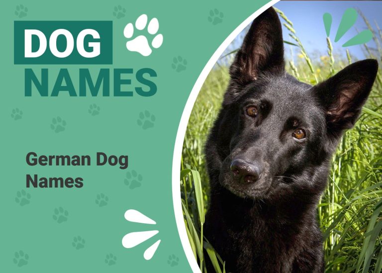 500+ German Dog Names With Meanings: Interesting Male & Female Ideas ...